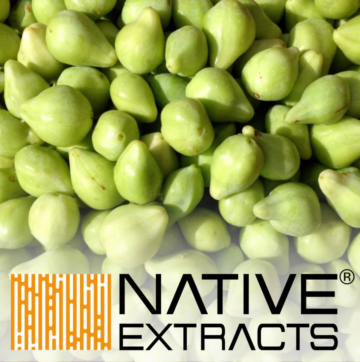 Kakadu Plum Cellular Extract | Native Extracts – NAP Distributor – NATURALLY AUSTRALIAN PRODUCTS