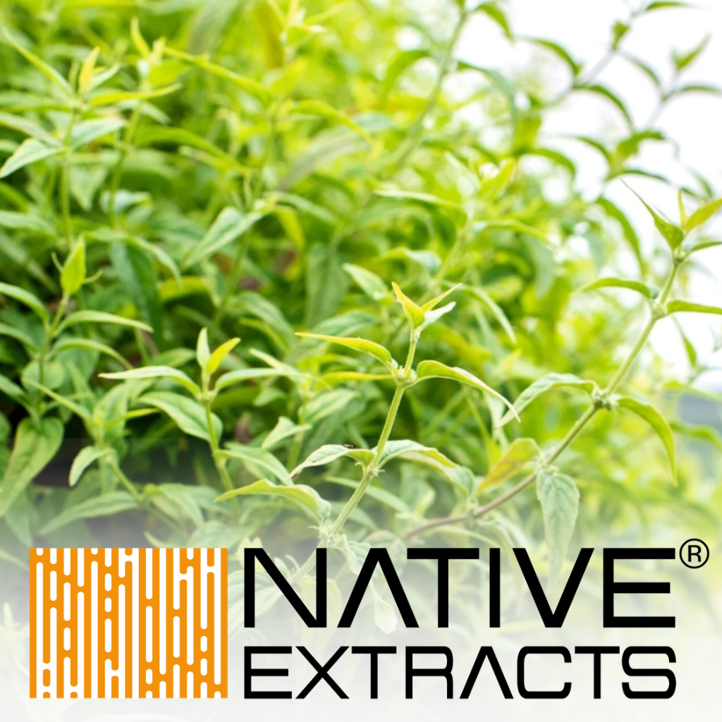 Native River Mint Cellular Extract | Native Extracts – NAP – NATURALLY AUSTRALIAN PRODUCTS