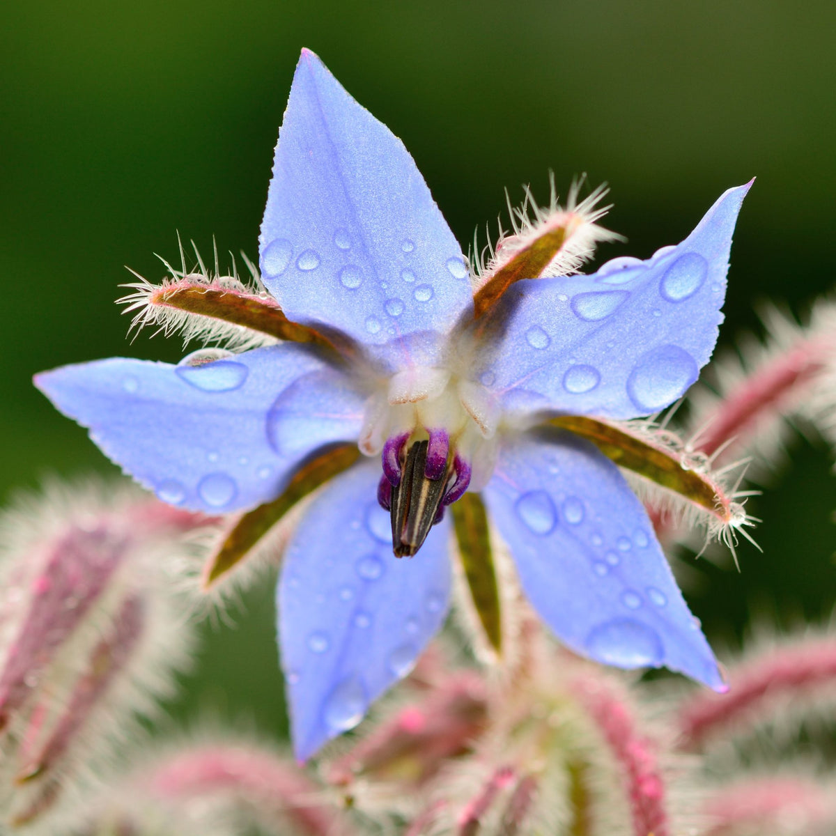 Pure Borage Carrier Oil NATURALLY AUSTRALIAN PRODUCTS pure-borage-carrier-oil-naturally-australian-products