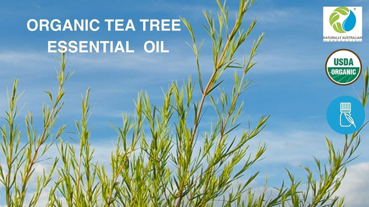 Organic Tea Tree Essential Oil | Certified & Trusted – NAP – NATURALLY ...
