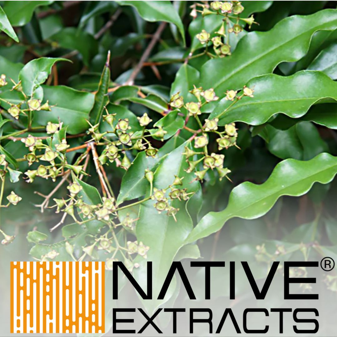 Aniseed Myrtle Cellular Extract | Native Extracts – NAP – NATURALLY ...