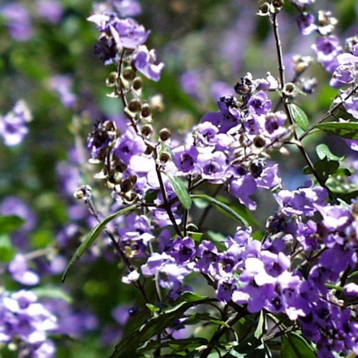 Authentic Balm Mint Bush Essential Oil – NATURALLY AUSTRALIAN PRODUCTS