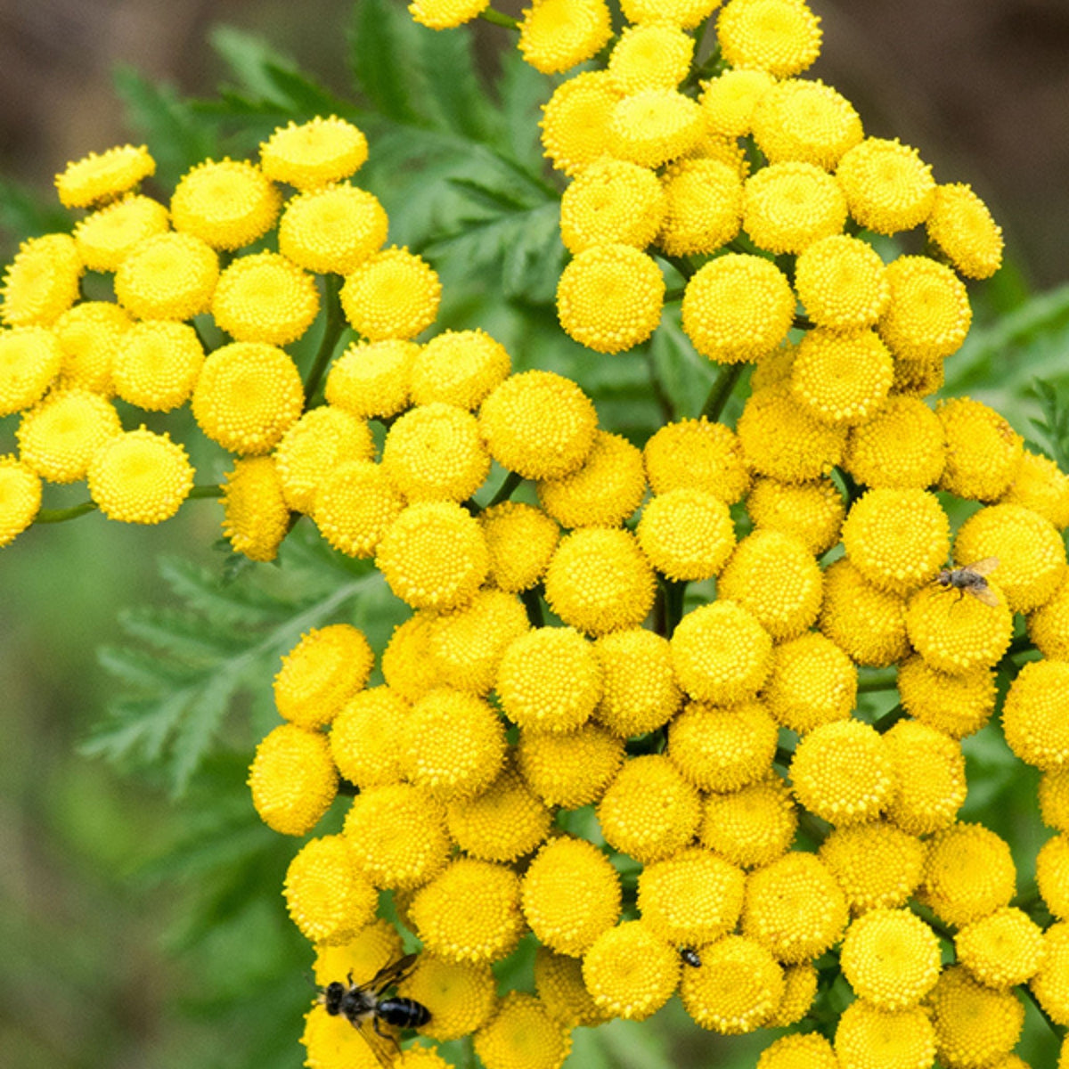 Best Blue Tansy Essential Oil – NATURALLY AUSTRALIAN PRODUCTS