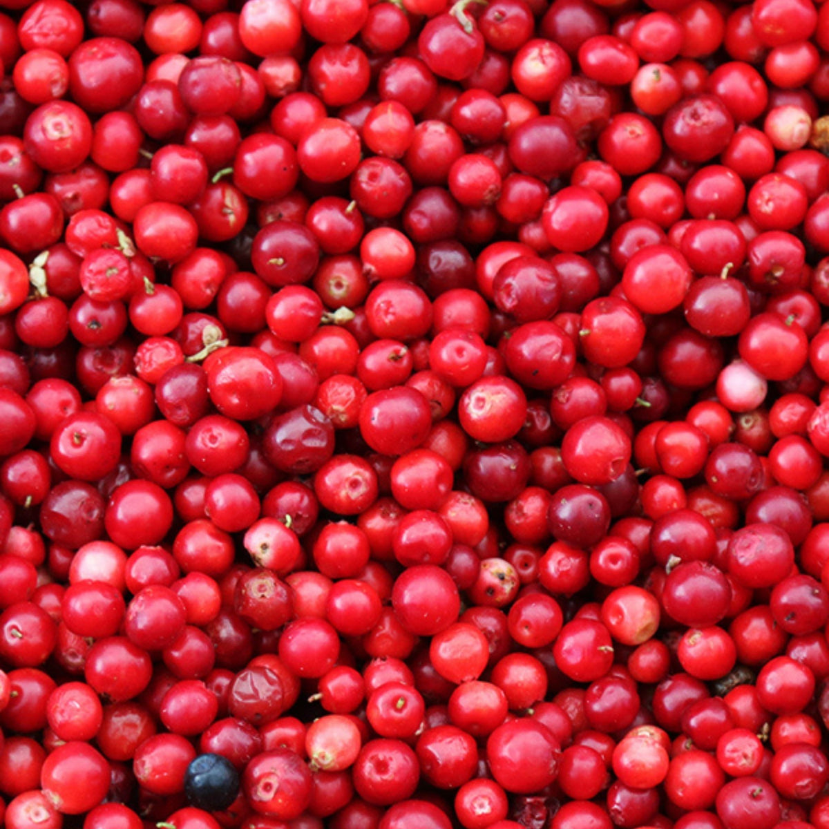 Best Cranberry Seed Powder – NATURALLY AUSTRALIAN PRODUCTS