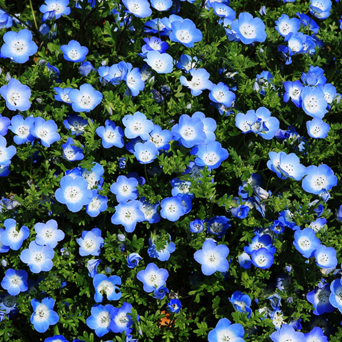 Authentic Flaxseed (Linseed) Powder – NATURALLY AUSTRALIAN PRODUCTS