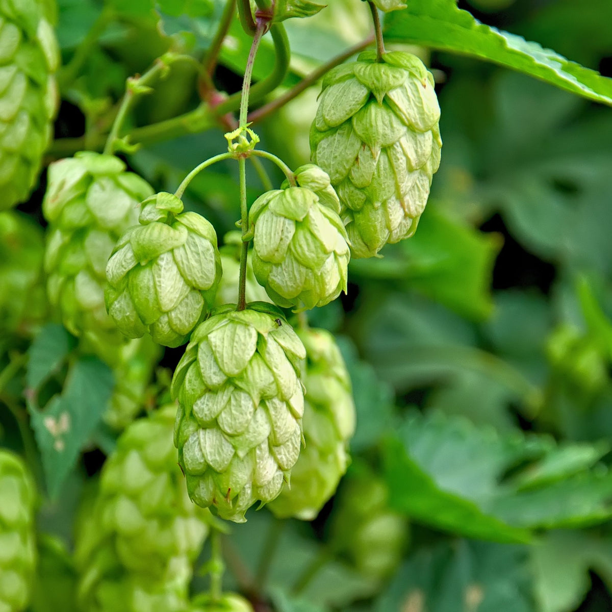 Unadulterated Hops Essential Oil – NATURALLY AUSTRALIAN PRODUCTS