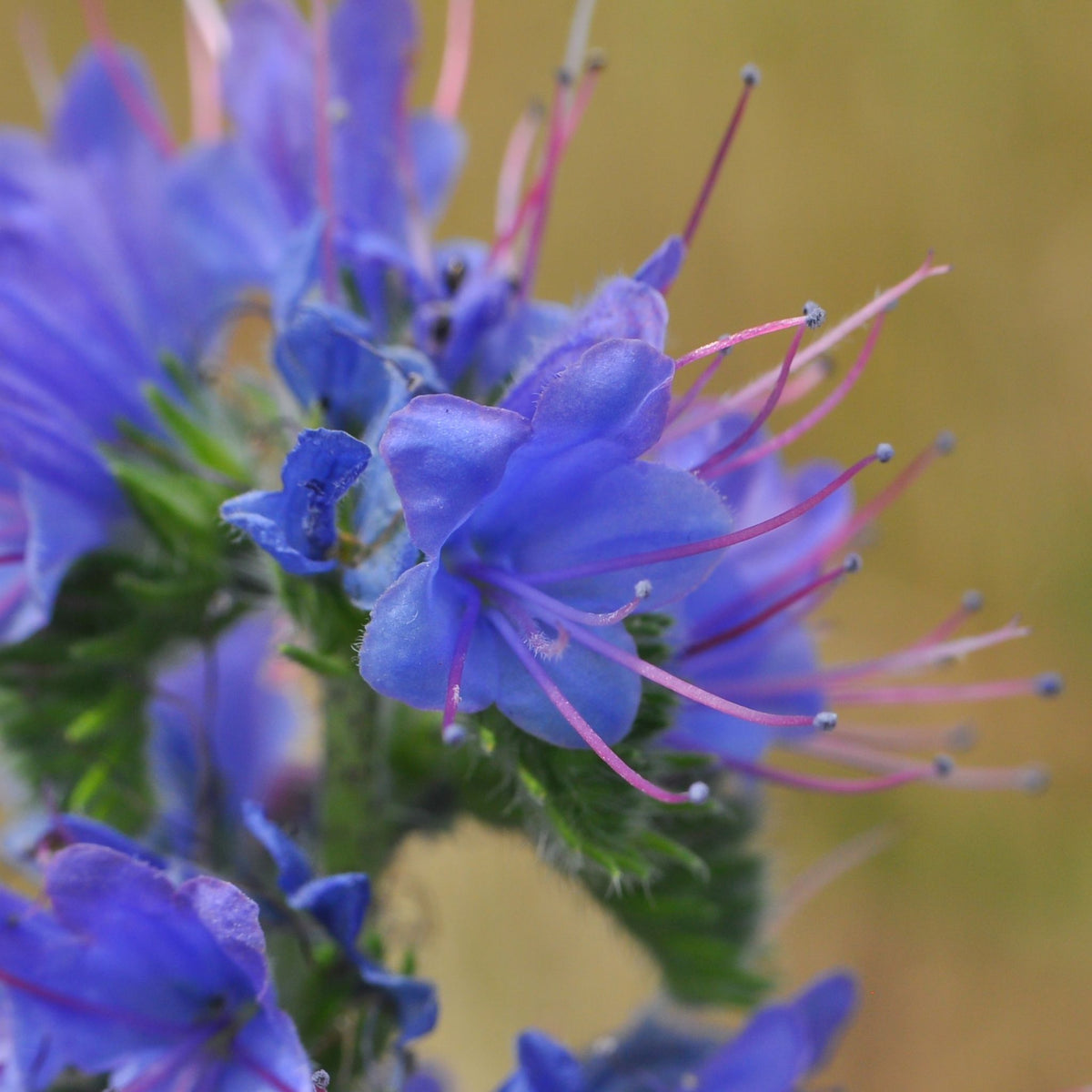 100 Pure Hyssop Essential Oil Naturally Australian Products