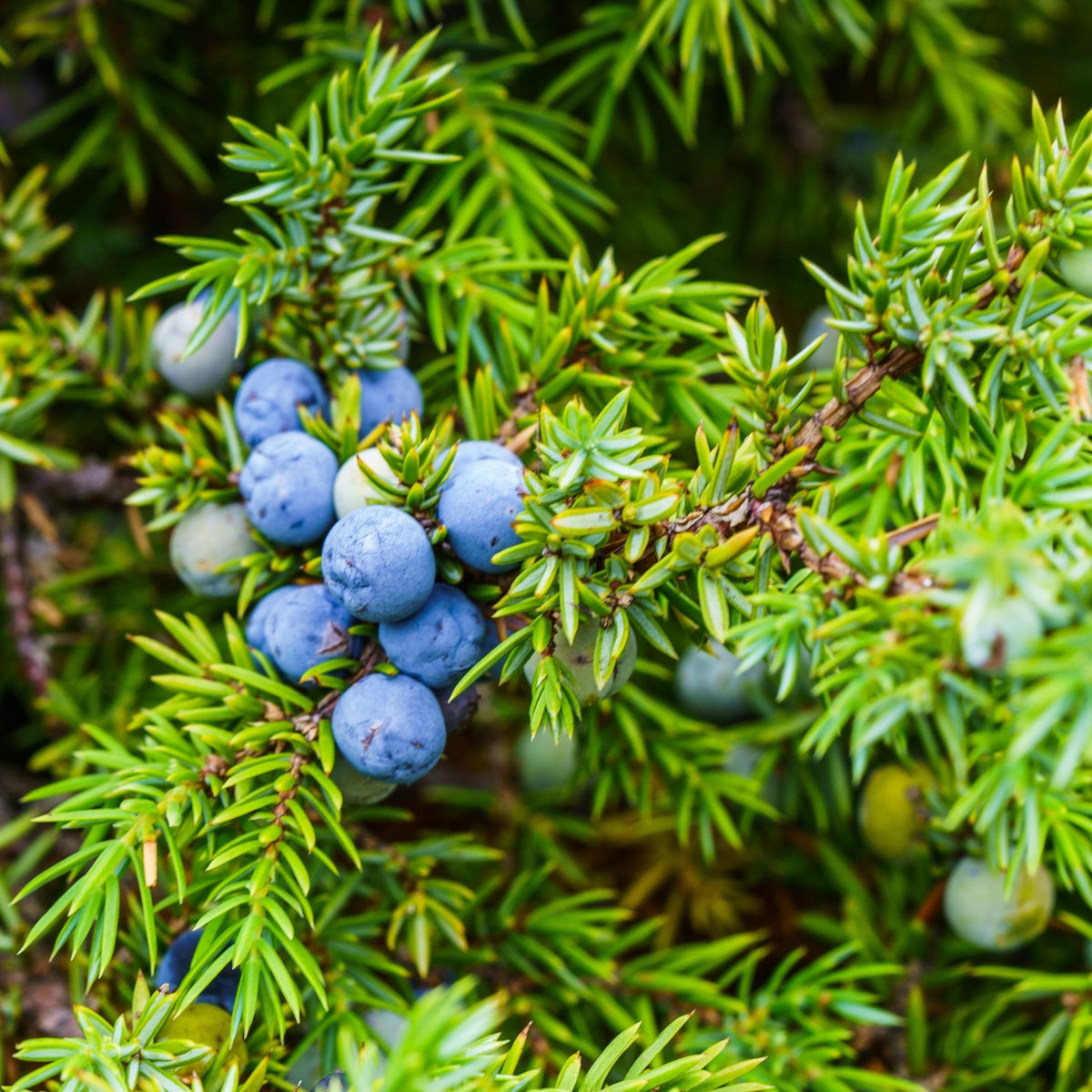 Bulk Juniper Berry Essential Oil – NATURALLY AUSTRALIAN PRODUCTS