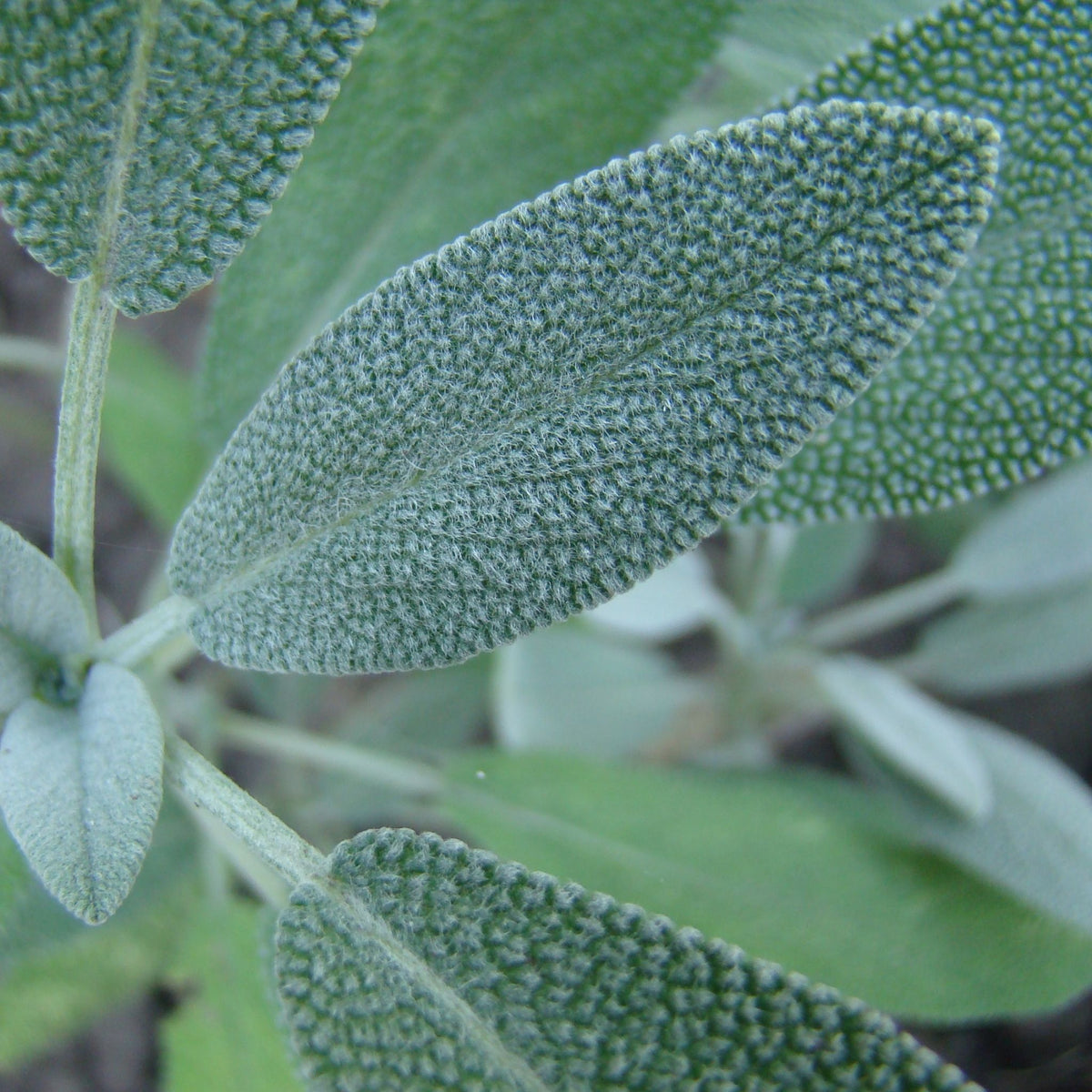 100% Pure Sage Essential Oil – NATURALLY AUSTRALIAN PRODUCTS