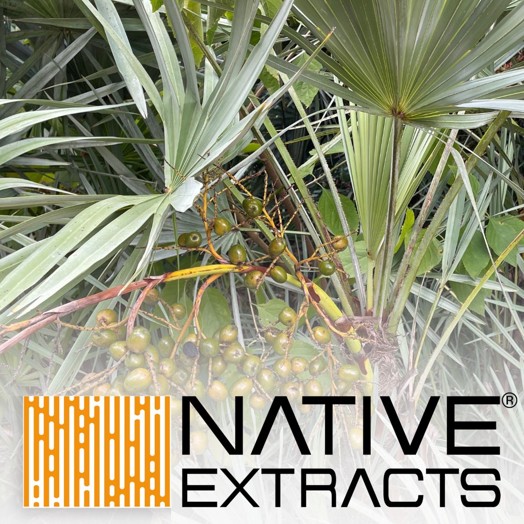 Saw Palmetto Cellular Extract – Antioxidant & Anti-Aging Botanical ...