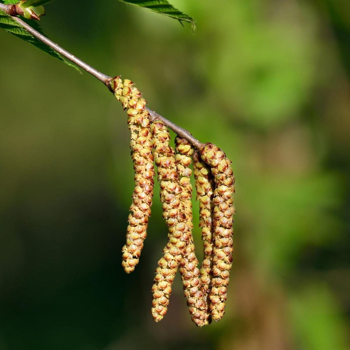 USA's #1 Source for Sweet Birch Essential Oil – NATURALLY AUSTRALIAN ...