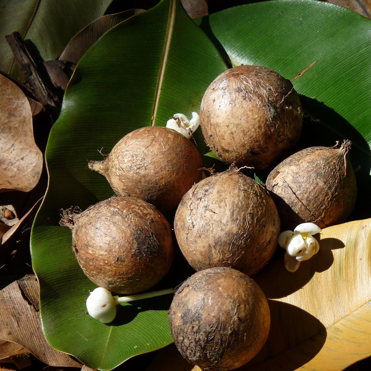 Authentic Tamanu (Foraha) Carrier Oil – NATURALLY AUSTRALIAN PRODUCTS