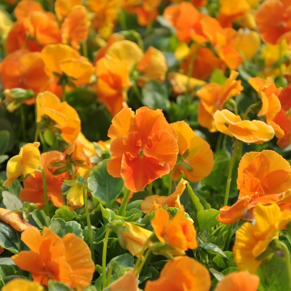 Premium Tarragon Essential Oil – NATURALLY AUSTRALIAN PRODUCTS