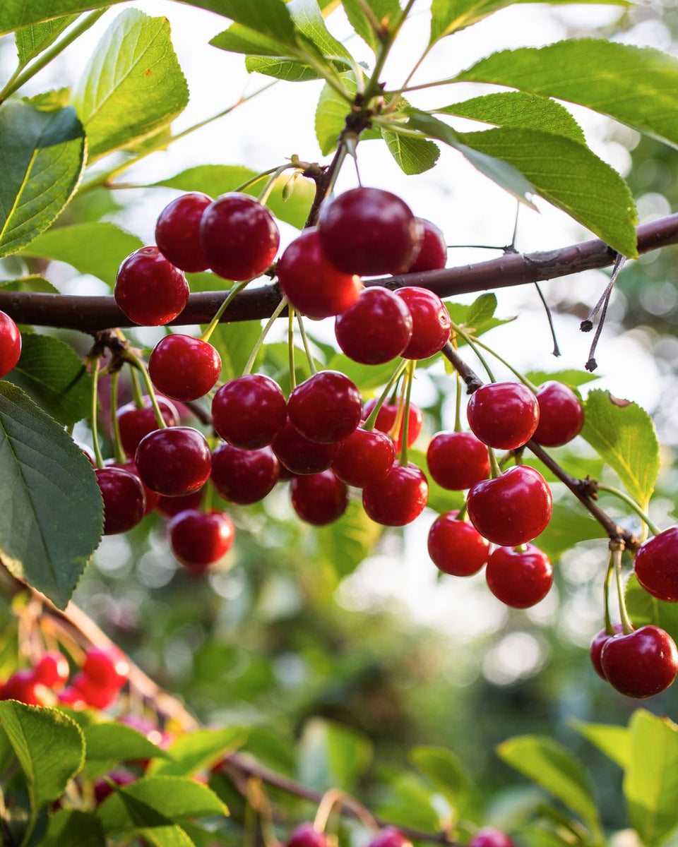 Sour Cherry Seed Oil | Cold Pressed Antioxidant Oil – NAP – NATURALLY ...