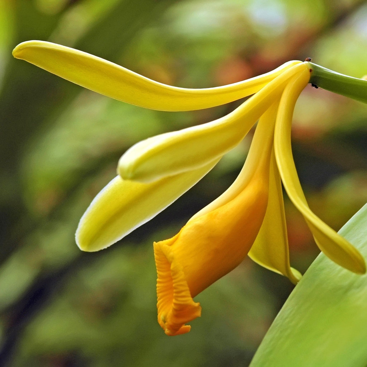 #1 Vanilla Absolute – NATURALLY AUSTRALIAN PRODUCTS