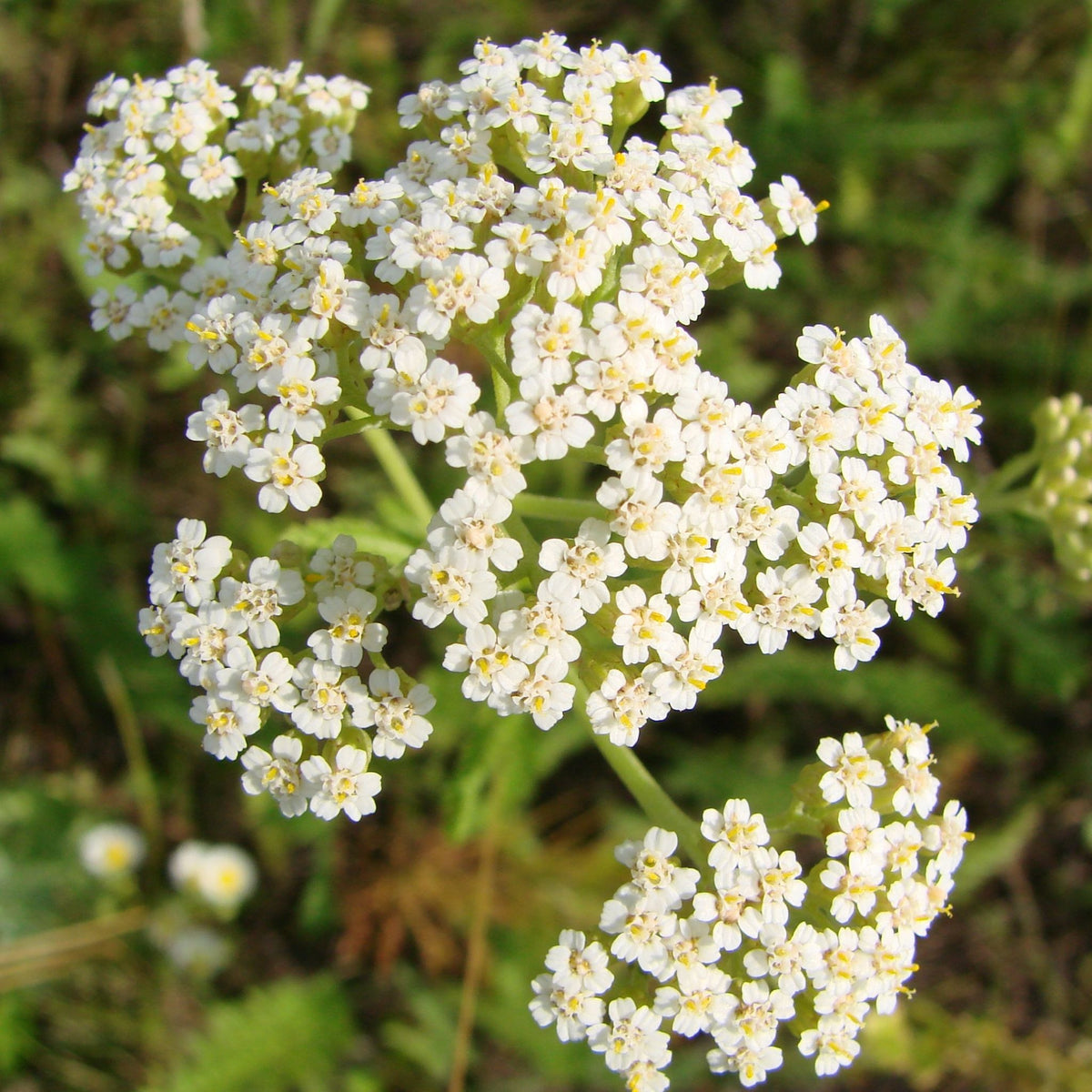 Top Quality Yarrow Essential Oil – NATURALLY AUSTRALIAN PRODUCTS