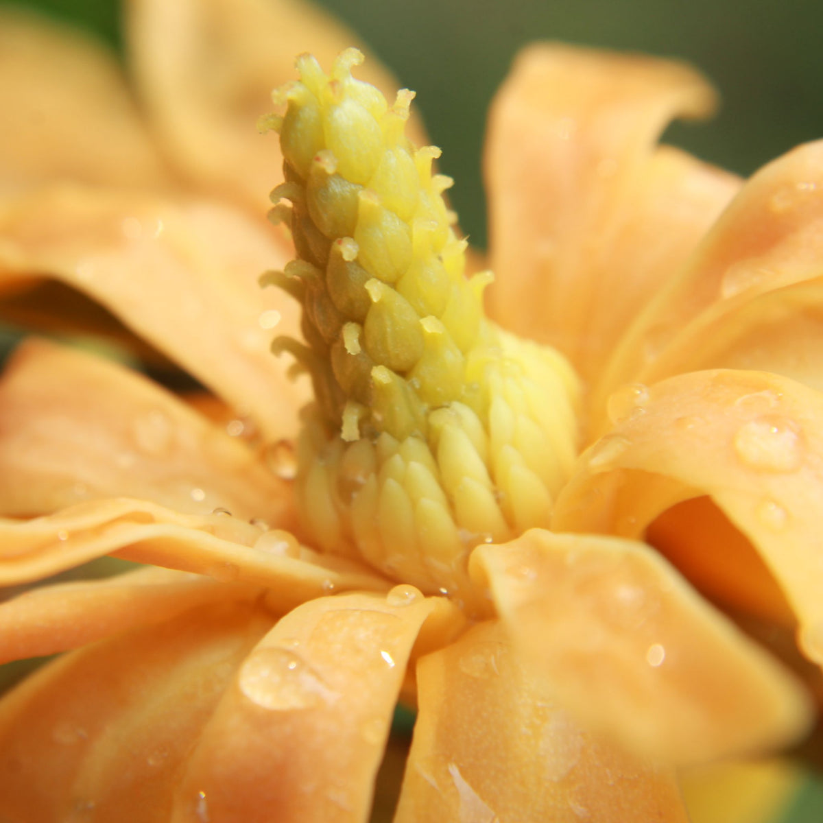 Pure Champaca Red Oil Essential Oil – NATURALLY AUSTRALIAN PRODUCTS